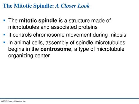 What Are Mitotic Spindles Made Of At Shawna Kovacs Blog