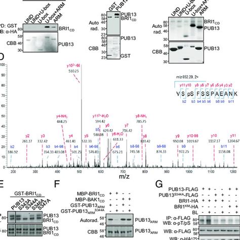 Libo Shans Research Works Texas Aandm University Texas Tamu And Other Places