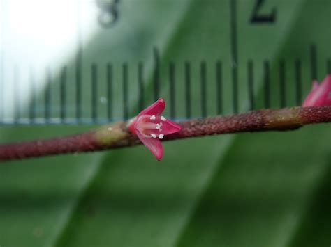 Polygonum Polygonaceae