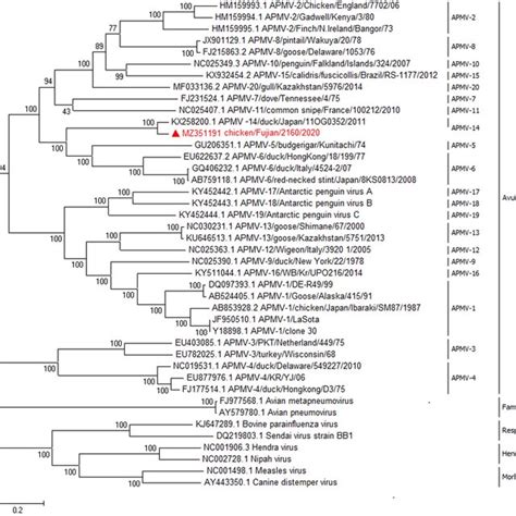 Phylogenetic Analysis Based On The Complete Genome Sequences The Download Scientific Diagram