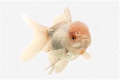 孤立的白色金魚 金鱼 新鮮 白色背景png去背圖片素材免費下載，免摳圖設計圖案下載 Pngtree
