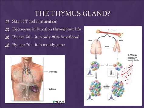 Ppt The Lymphatic System Powerpoint Presentation Free Download Id