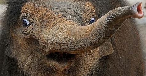 Fascinating Answers To All Your Questions About How Elephant Sex Works