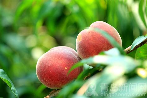 【大片】青岛的秋天 本地各种美味水果熟了的时候 封面新闻