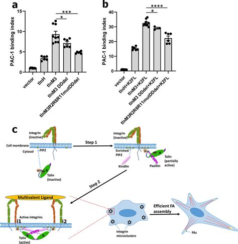Both Talin Dimerization And Talinpaxillinkindlin Pathway Contribute Download Scientific