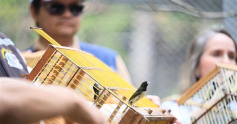 No Coração Da Caatinga Pássaros Resgatados Voltam Para Casa