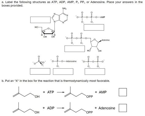 Solved A Label The Following Structures As ATP ADP Chegg Com