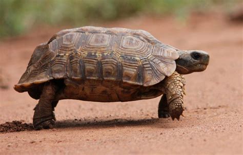 Tortoise Lifespan How Long Can A Tortoise Live The Turtle Hub