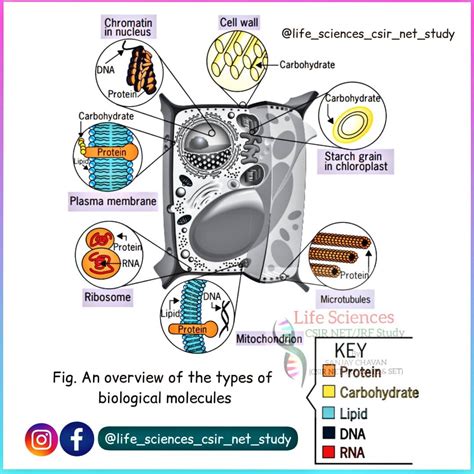 Structure Of Cell Biochemistry Notes Teachmint
