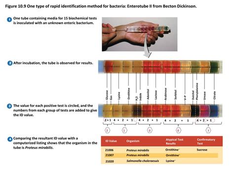 Ppt Lesson 4 Classification Of Microorganisms Powerpoint