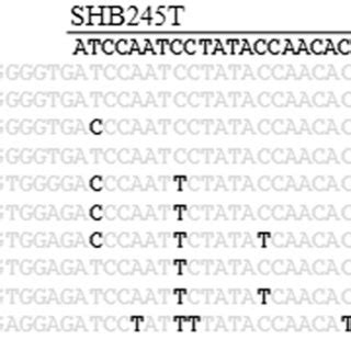 Sequence Alignment Of The Primer Binding Sites For The Primers Probe Download Scientific