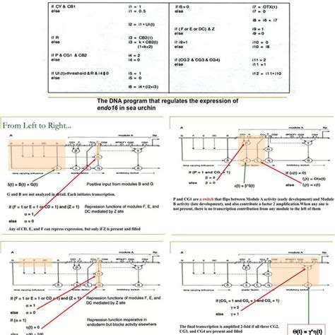 Cis Regulatory Information Processing By The Endo16 Gene The First Download Scientific Diagram