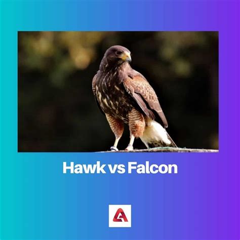 How To Tell The Difference Between A Hawk And Falcon At Natalie Hawes Blog
