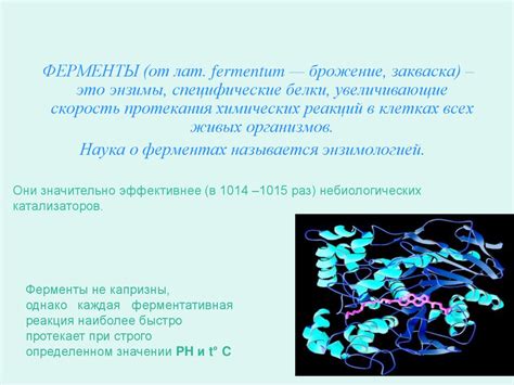 Ферменты. Что такое ферменты? - презентация онлайн