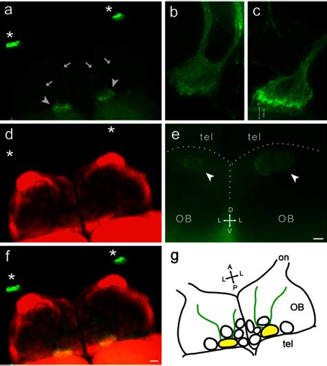 A D F Whole Mount Of Adult Zebrafish Olfactory Bulb Labeled
