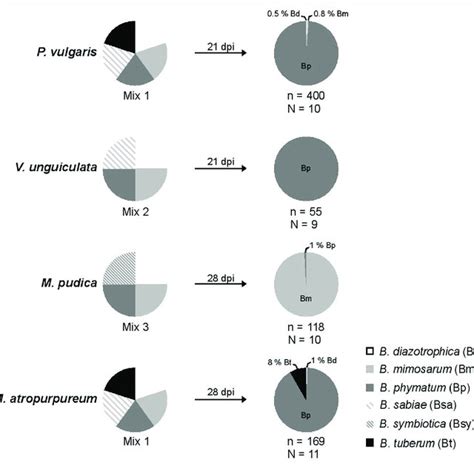 Relative Nodule Occupancy Of Several Nodulating And Nitrogen Fixing Download Scientific