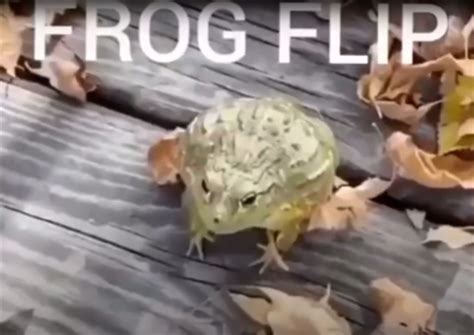Frog Laugh Memes Froggy Memes 4 Frog Post Imgur