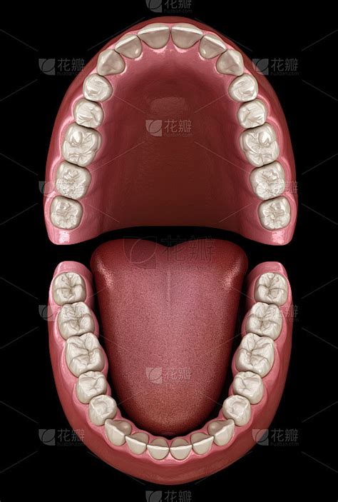 牙科解剖学 开放式假牙。医学上准确的牙科3d插图