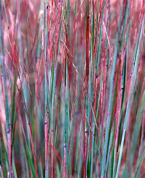21 Of The Best Ornamental Grasses To Add Unbeatable Texture To Your