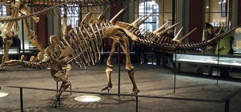 Kentrosaurus The Spiky Dinosaur Of The Late Jurassic Era