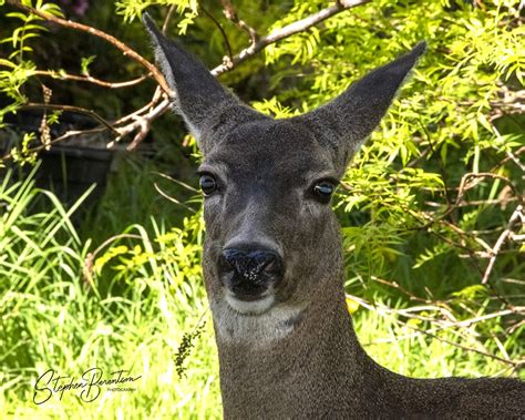 Doe Eyed In The News Anacortes Today