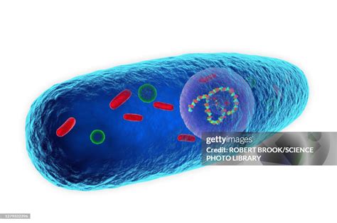 Pasteurella Multocida Bacterium Illustration High Res Vector Graphic