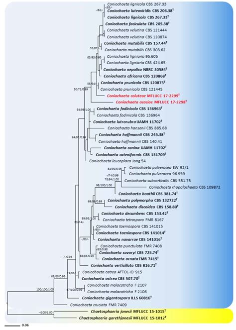 Maximum Likelihood Tree Revealed By Raxml From An Analysis Of The Lsu