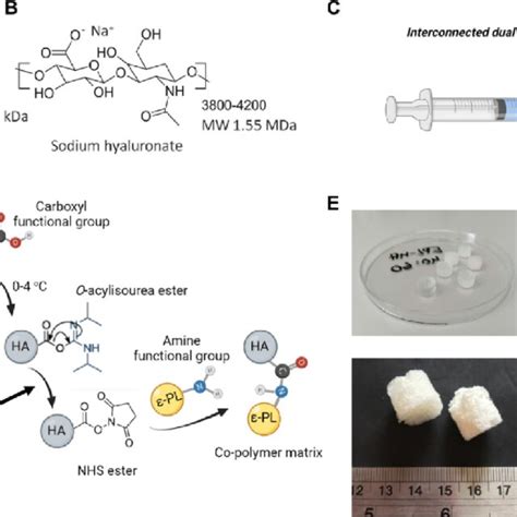 Scheme Depicting Synthesis Of Chemically Cross Linked ε Pl Ha Download Scientific Diagram