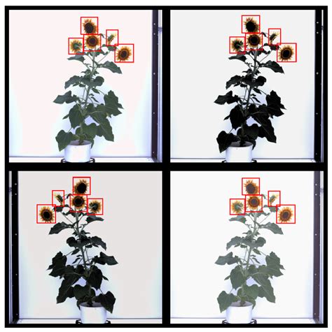 Remote Sensing Free Full Text Flowerphenonet Automated Flower
