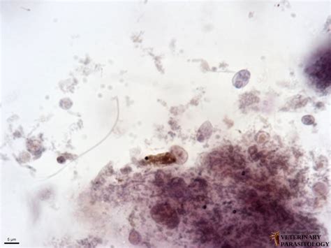 Chilomastix Sp Protozoa Monster Hunters Guide To Veterinary Parasitology
