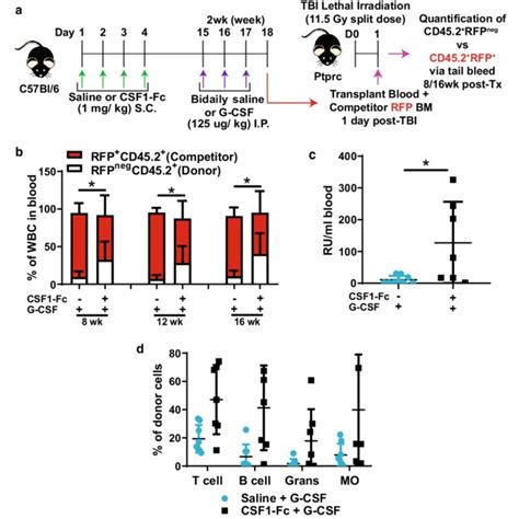 Sequential Csf1 Fc G Csf Treatment Mobilised Hspc More Effectively Download Scientific