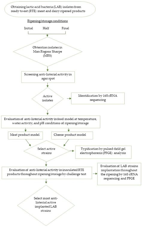 Diagrammatic Flowchart For The Isolation And Selection Of Lab Strains Download Scientific