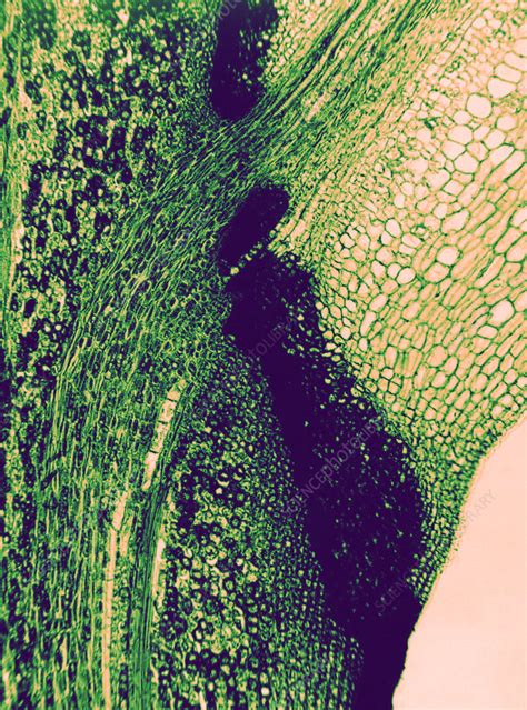 Maple Leaf Abscission Lm Stock Image C0253017 Science Photo Library