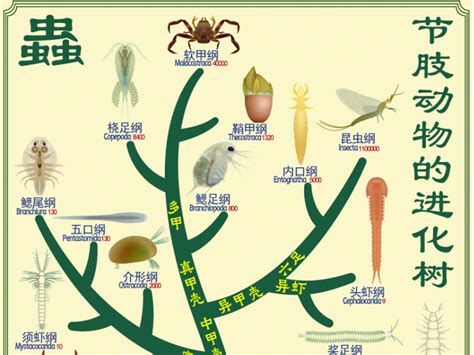 节肢动物的进化树 紫藤印月 站酷ZCOOL