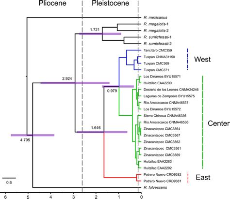 Divergence Time Tree For Reithrodontomys Chrysopsis Obtained By Download Scientific Diagram