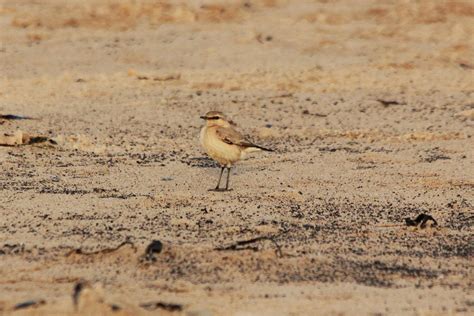 Cliftonbirding Izzy Wheatear At The Snook