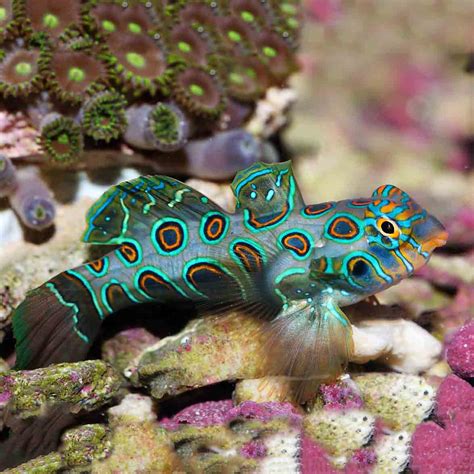 Spotted Mandarin Fish
