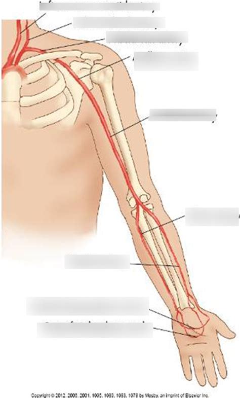 Vascular Final Labeling Part 2 Diagram Quizlet