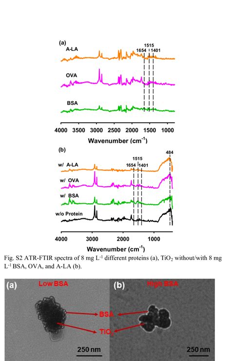 Fig S3 TEM Images Of A TiO 2 With 4 Mg L 1 BSA Concentration And Download Scientific