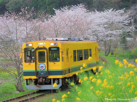 春を行く黄色い電車 GANREF