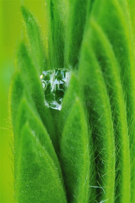 Dew Drop Inside Green Leaf Great Details Blurry Background Stock