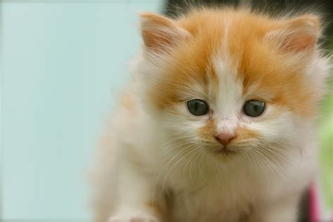Cats White Background Kittens Ginger Color Glance Hd Wallpaper