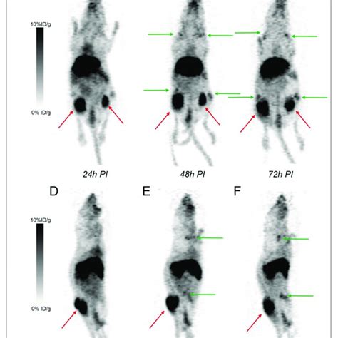 Raphaël Tripier Professor Full Professor Université De Bretagne Occidentale Brest Ubo