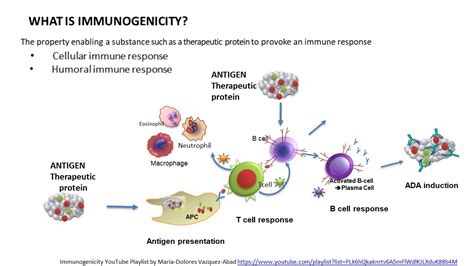 General Principles Clinical Interpretation Of Immunogenicity Youtube