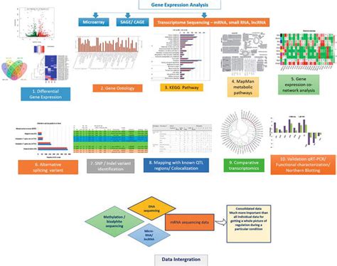 Gene Expression And Transcriptome Sequencing Basics Analysis Advances Intechopen