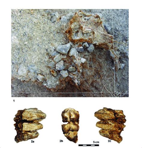 Hippopotamus Gorgops From El Kherba 1 Kh06 G30 149 Skull Still In