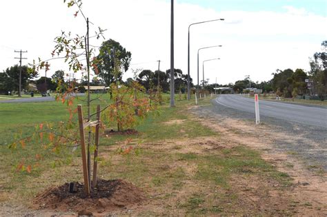 New Approach For Street Tree Management Country News