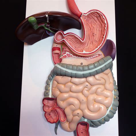 Digestive System Model Labeled Systemdesign