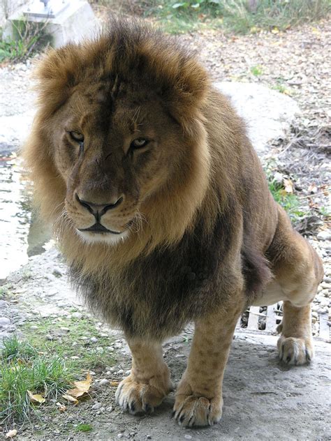 야생의 마지막 바바리사자 Dvdprime