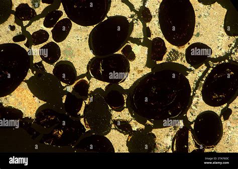 Limonite With Oolites Limonite Is A Mineraloid Rich In Iron Photomicrograph Thin Section